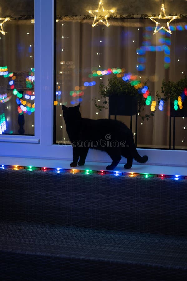 Vertical Shot of a Cute Black Cat Standing on a Window Ledge with ...