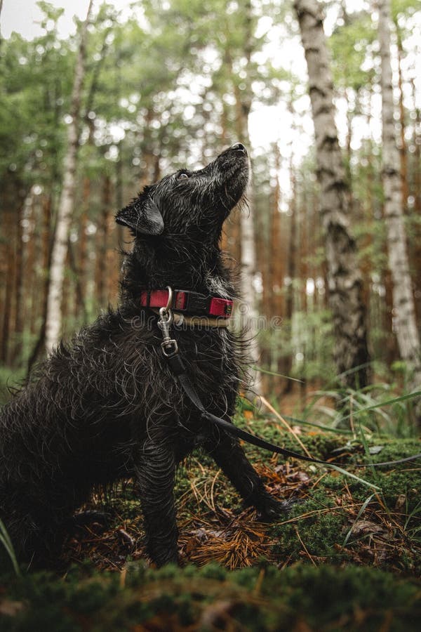Vertical Shot of a Cute Border Terrier in a Forest at Daytime Stock ...