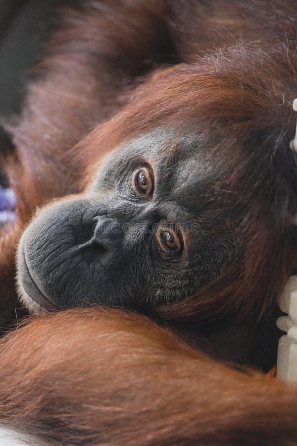 Vertical Shot of a Cute Brown Chimpanzee Stock Image - Image of hair ...