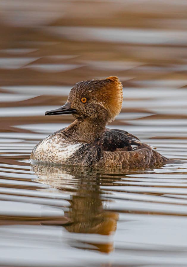 Vertical Shot of a Cute Brown Duck in a Water Stock Image - Image of ...