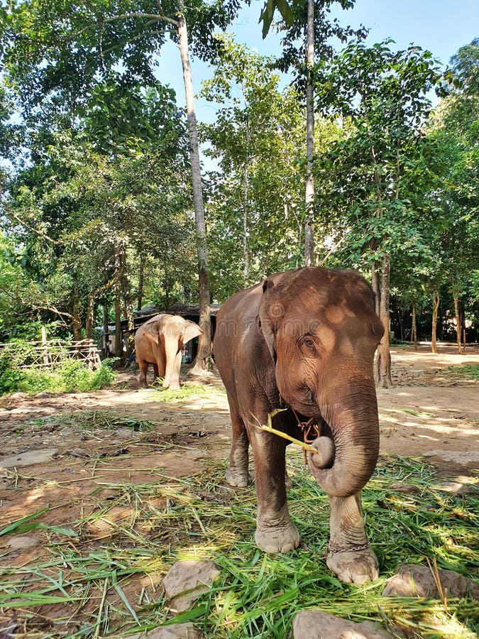 Vertical Shot of Cute Brown Elephants Walking in the Reserve Stock ...
