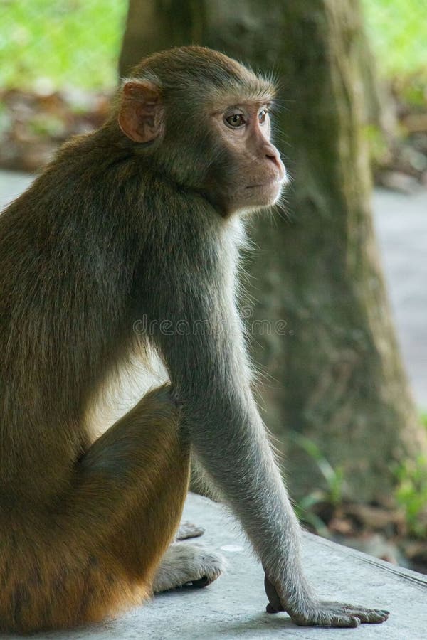 Vertical Shot of a Cute Brown Monkey Stock Photo - Image of cute ...
