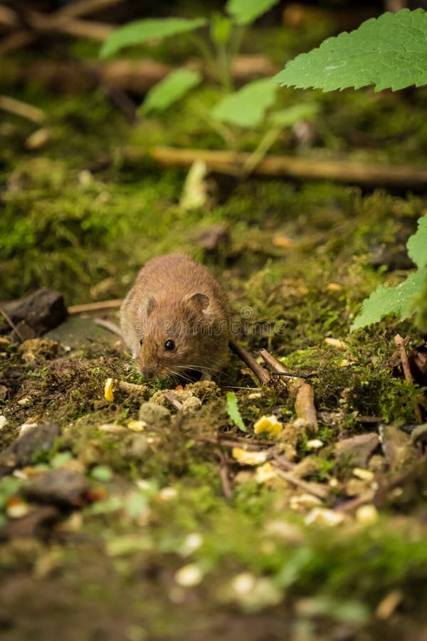 Vertical Shot of a Cute Brown Mouse Captured in a Garden Stock Photo ...