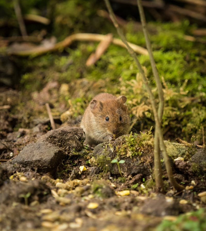 Vertical Shot of a Cute Brown Mouse Captured in a Garden Stock Image ...