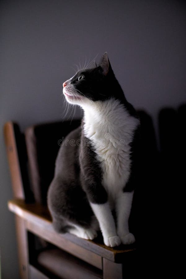 Vertical Shot of a Cute Cat Carefully Observing Its Surroundings Stock ...