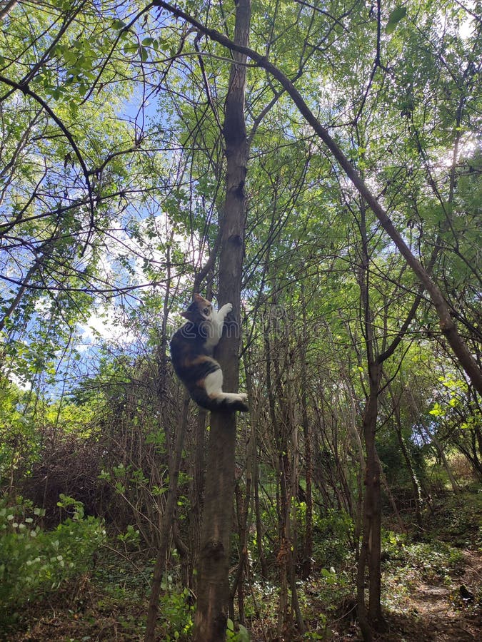 Vertical Shot of a Cute Cat Climbing the Tree in the Forest Stock Photo ...