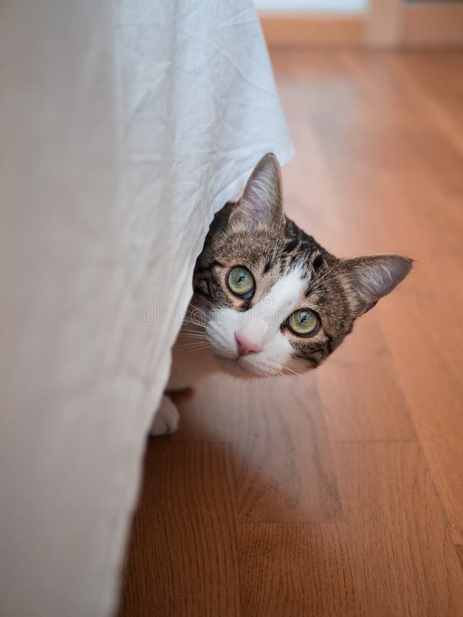 Vertical Shot of a Cute Cat with a Surprised Facial Expression Hiding ...