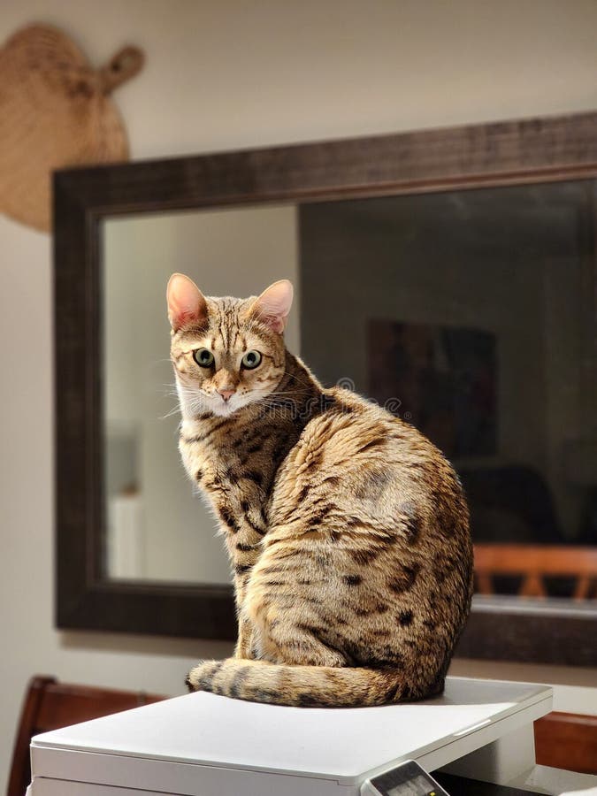 Vertical Shot of a Cute Cat on Top of a Printer. Stock Image - Image of ...