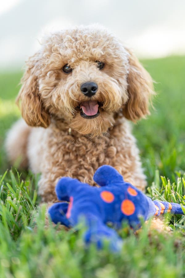 Vertical Shot of a Cute Cavapoo Dog with a Blue Toy in a Park Stock ...