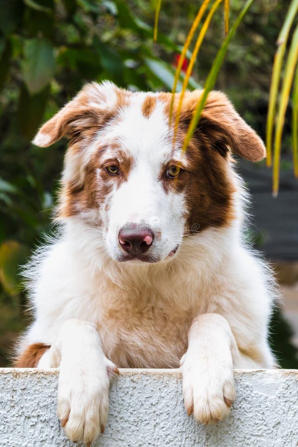 Vertical Shot of a Cute Collie Dog Leaning on a Border Stock Image ...