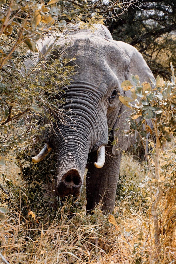 Vertical Shot of a Cute Elephant Behind the Trees Stock Photo - Image ...