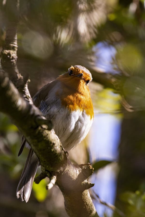 Vertical Shot of a Cute European Robin Bird Stock Image - Image of ...