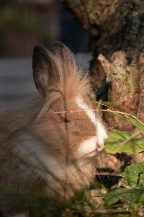 Vertical Shot of a Cute Fluffy Brown Bunny with a White Stripe Sleeping ...