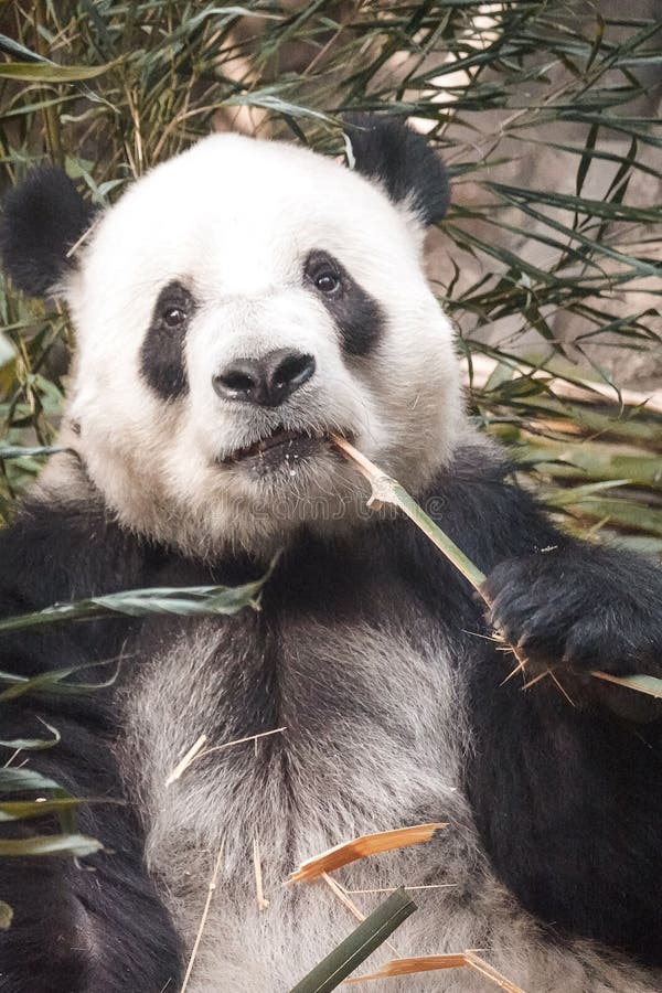 Vertical Shot of a Cute Fluffy Panda Chewing on Bamboo in a Zoo Stock ...