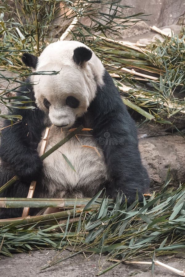Vertical Shot of a Cute Fluffy Panda Chewing on Bamboo in a Zoo Stock ...