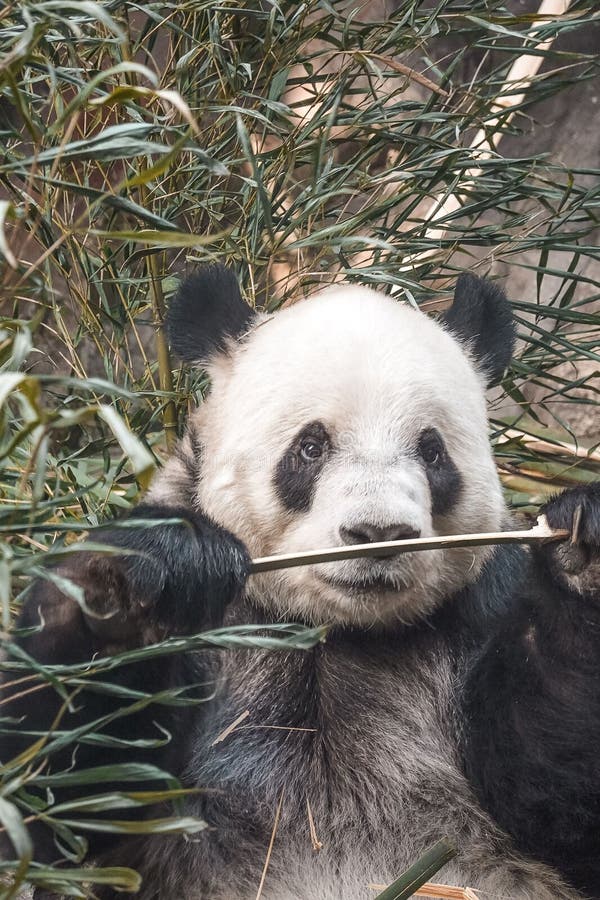 Vertical Shot of a Cute Fluffy Panda Chewing on Bamboo in a Zoo Stock ...