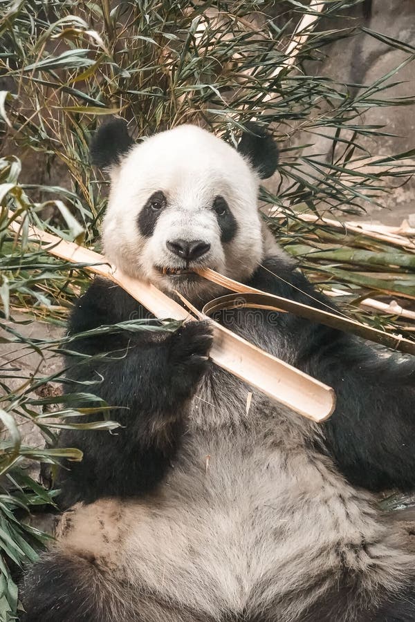 Vertical Shot of a Cute Fluffy Panda Chewing on Bamboo in a Zoo Stock ...