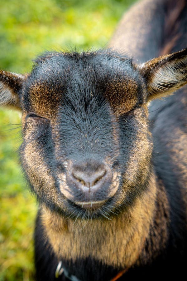 Vertical Shot of a Cute Goat with Eyes Closed Stock Photo - Image of ...