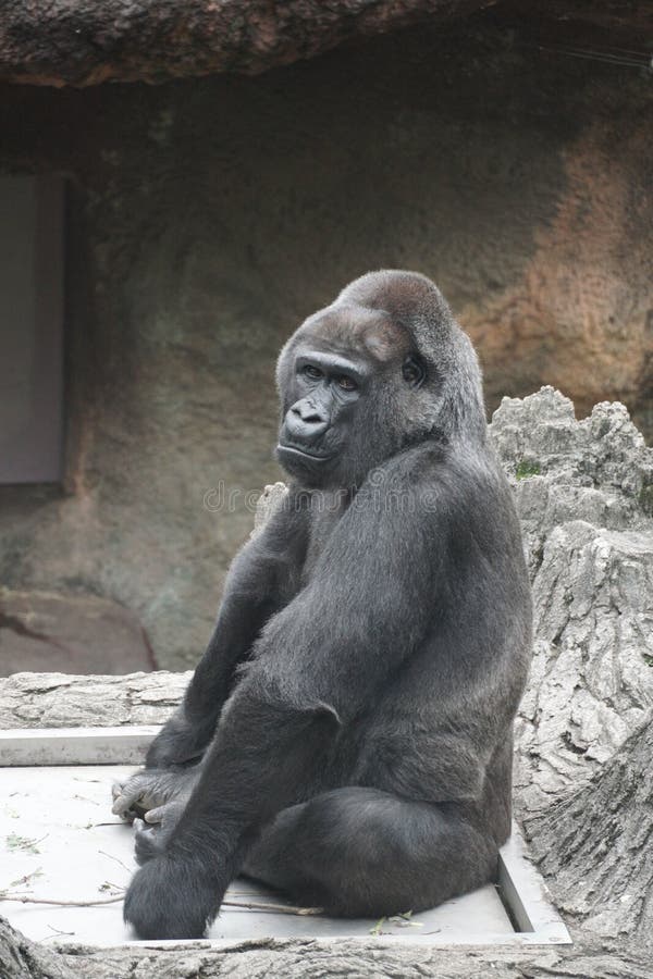 Vertical Shot of a Cute Gorilla Sitting on the Ground and Looking into ...