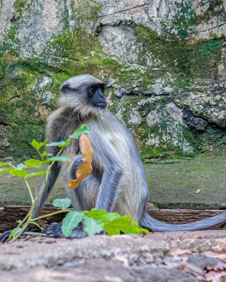 Vertical Shot of a Cute Gray Languor in a Jungle Stock Photo - Image of ...