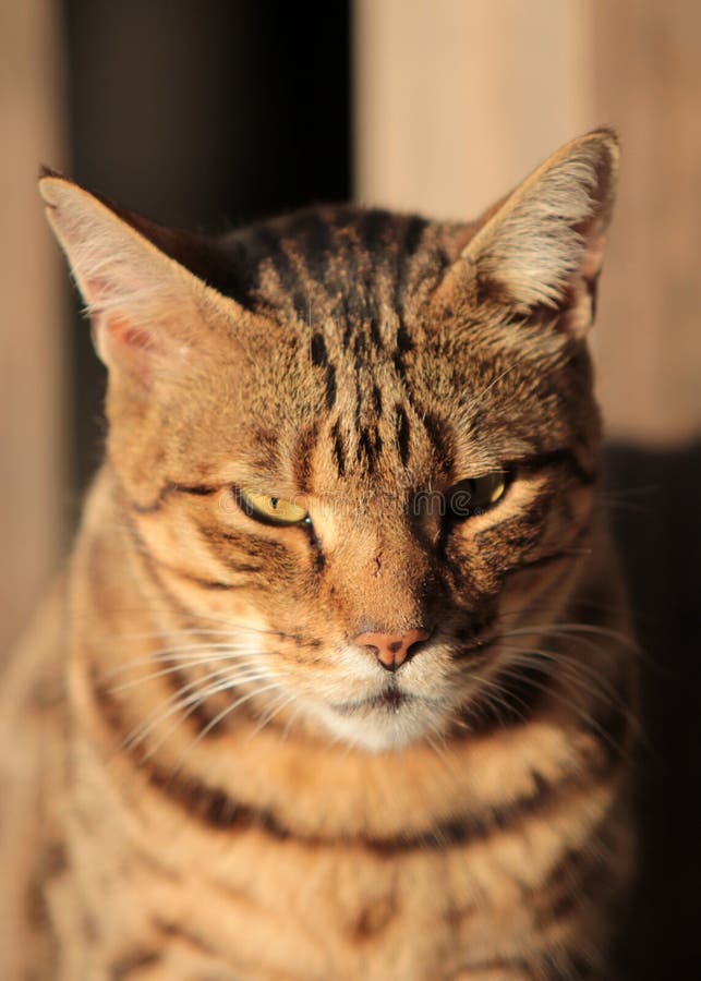 Vertical Shot of a Cute Grumpy Cat during Daytime Stock Image - Image ...