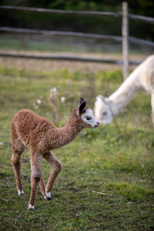 Vertical Shot of a Cute Guanaco in a Fenced Pasture Stock Image - Image ...