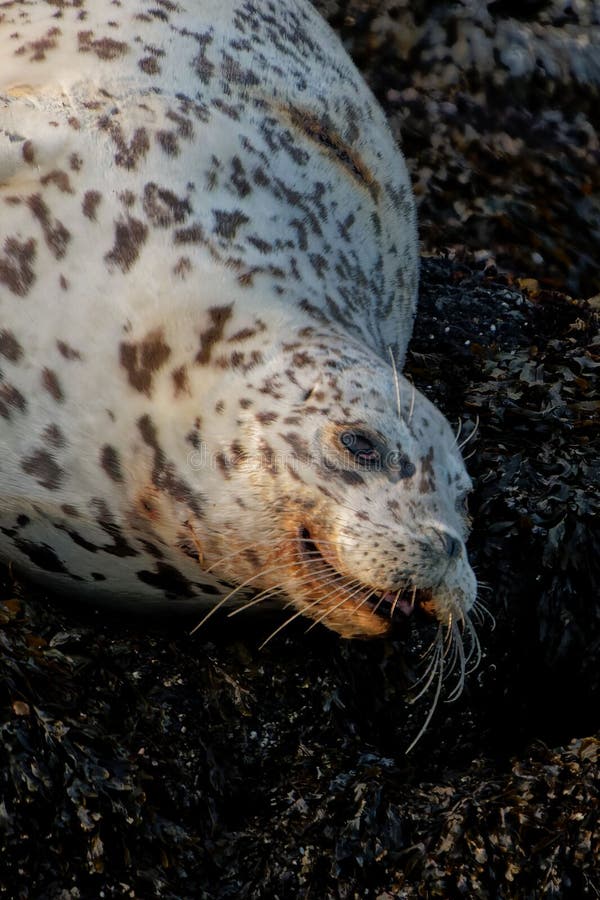 Vertical Shot of a Cute Harbor or Common Seal Lying on One Side and ...