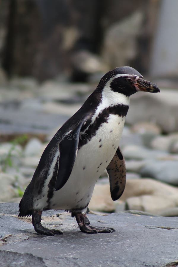 Vertical Shot of a Cute Humboldt Penguin Standing on the Rock Stock ...