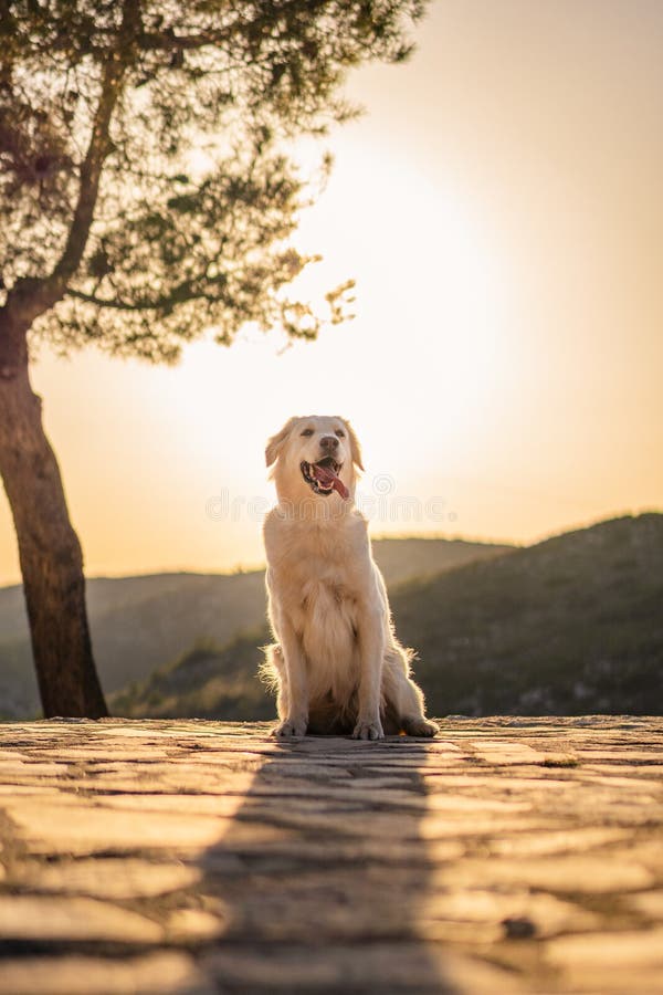 Vertical Shot of a Cute Labrador Dog Sitting on a Mountain during ...