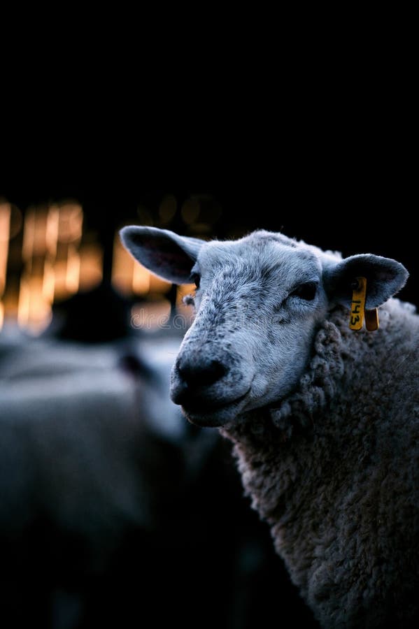 371 Lamb Animal Night Stock Photos - Free & Royalty-Free Stock Photos ...