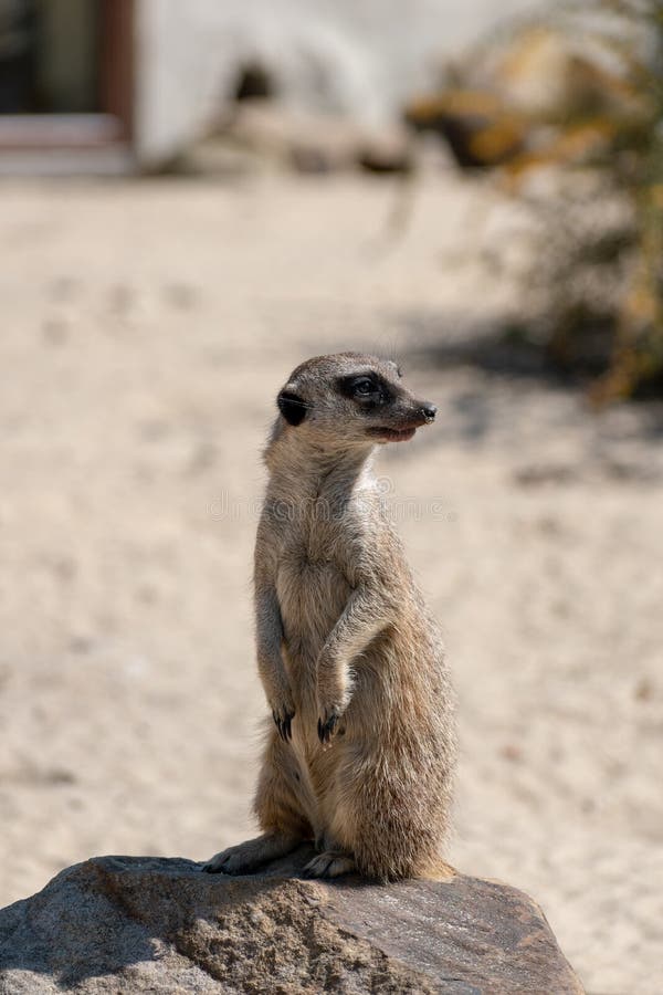Vertical Shot of a Cute Meerkat Standing on a Rock during Daylight ...