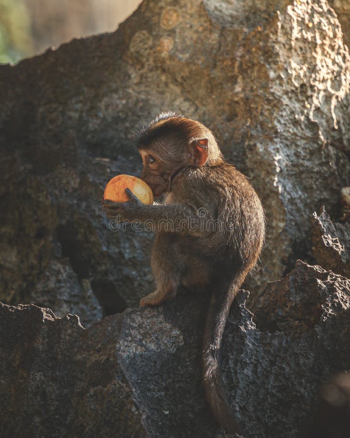 Vertical Shot of a Cute Monkey Eating an Apple in a Jungle Stock Image ...