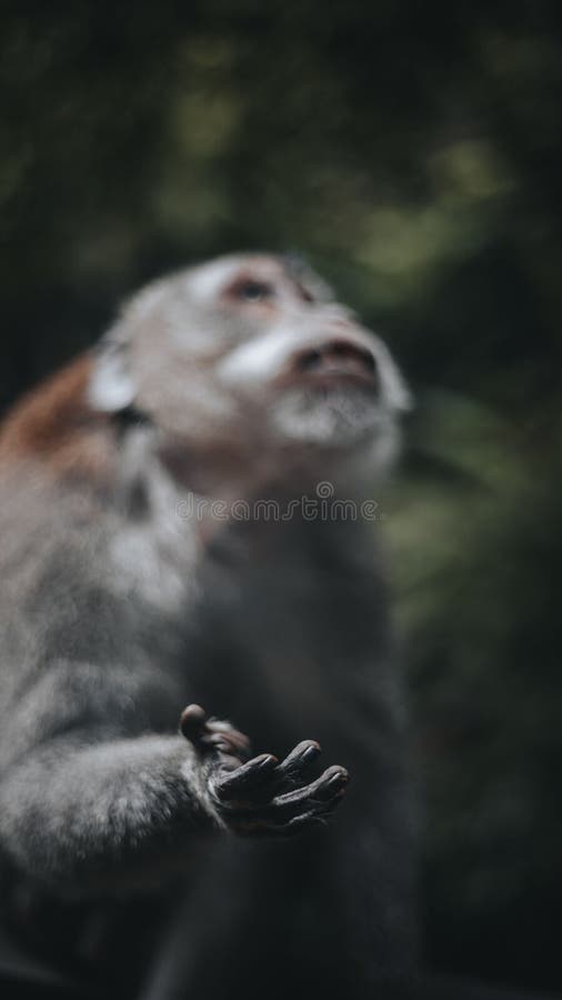 Vertical Shot of a Cute Monkey Looking Up Stock Image - Image of ...