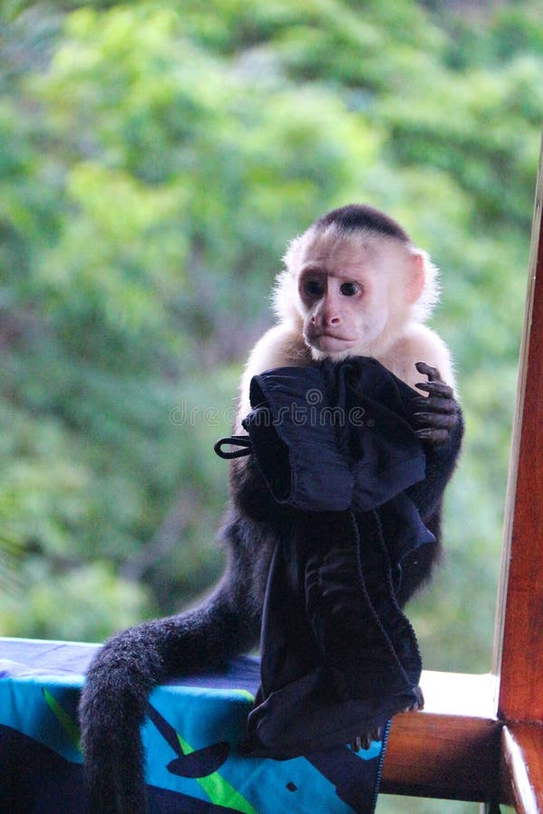 Vertical Shot of a Cute Monkey Playing with a Cloth Stock Photo - Image ...