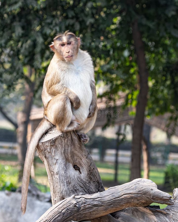 Vertical Shot of a Cute Monkey Sitting on a Tree Branch Stock Photo ...