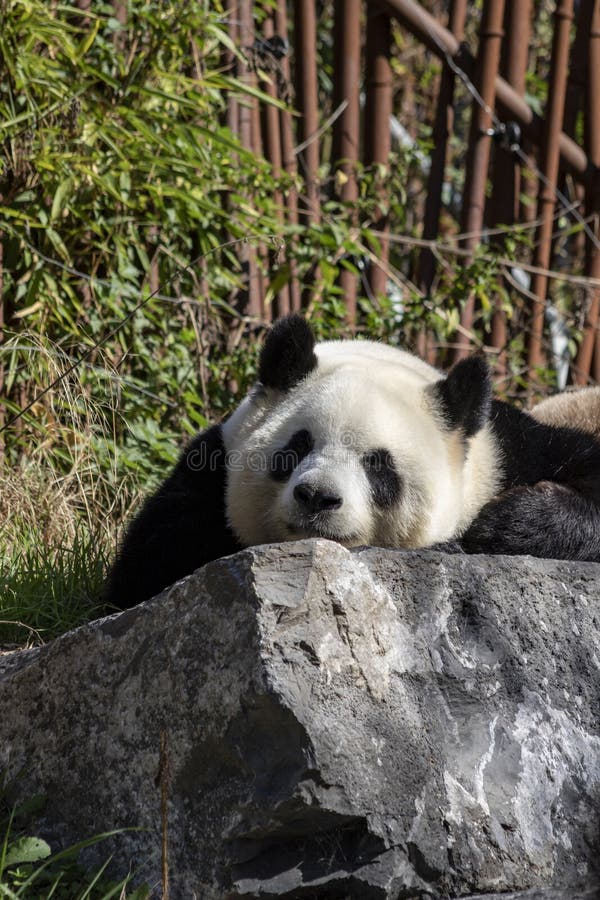 Vertical Shot of a Cute Panda Lying and Resting on a Rock in the Zoo ...