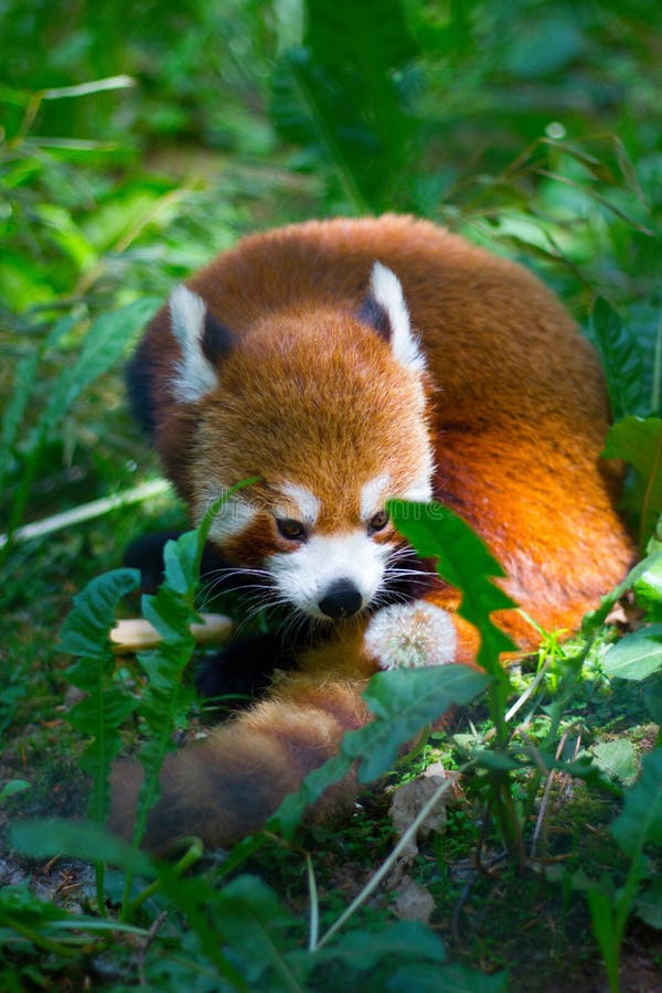 Vertical Shot of a Cute Red Panda Lounging in a Lush Green Forest ...