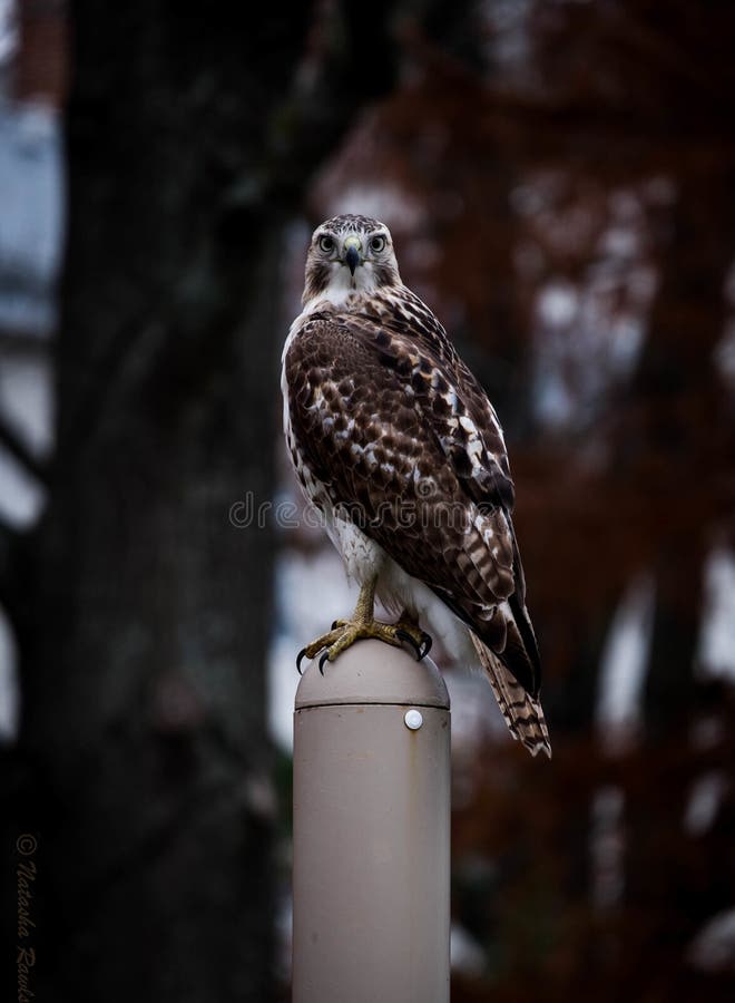 Vertical Shot of a Cute Red-shouldered Hawk Standing on a Stick Stock ...