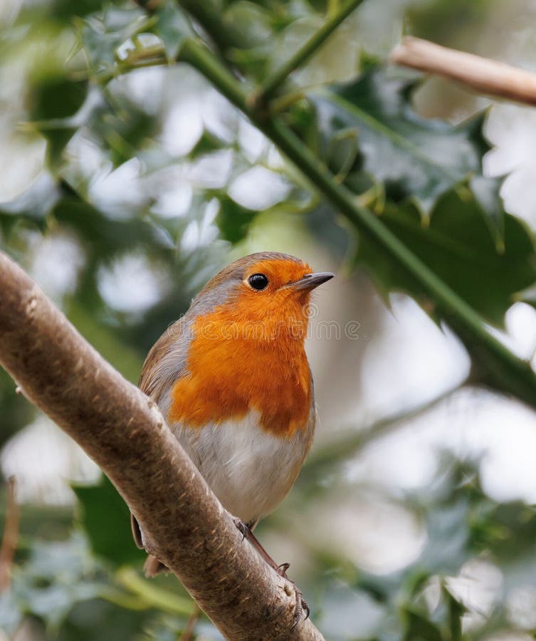 Vertical Shot of a Cute Robin Red Breast Bird Stock Photo - Image of ...