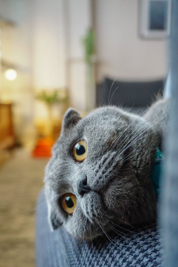 Vertical Shot of Cute Scottish Fold Cat Portrait Close Up View Looking ...