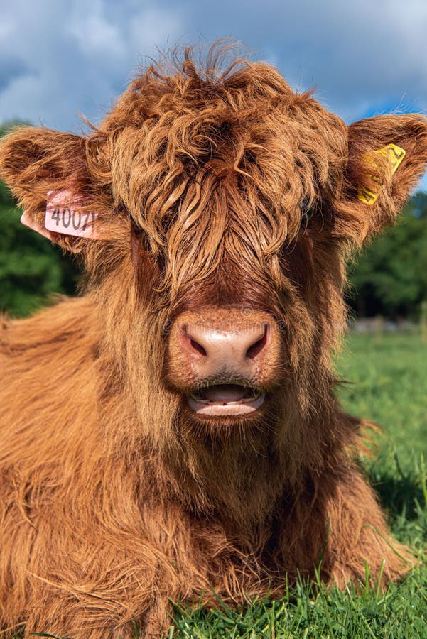 Vertical Shot of a Cute Scottish Highland Calf Looking at the Camera on ...
