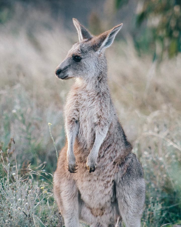 Vertical Shot of a Cute Small Kangaroo on a Field Stock Image - Image ...