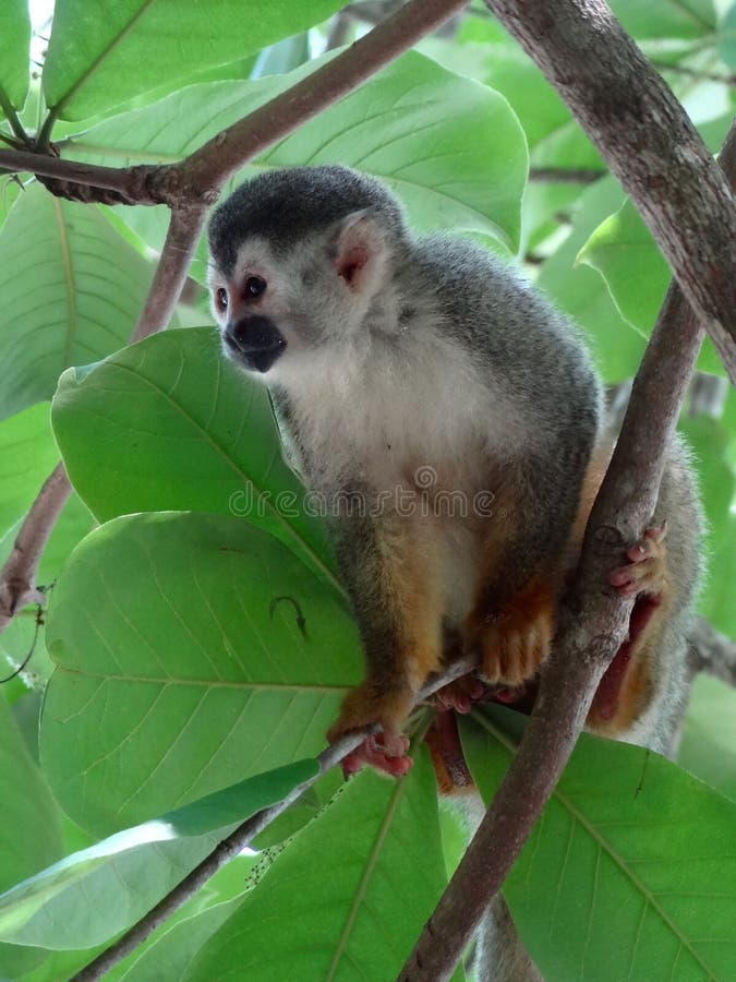 Vertical Shot of a Cute Squirrel Monkey (Saimiri) Resting on a Tree ...