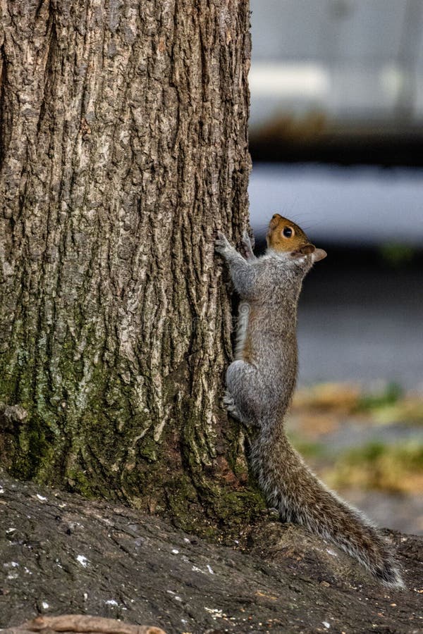 Vertical Shot of a Cute Squirrel on the Tree Trunk Stock Image - Image ...