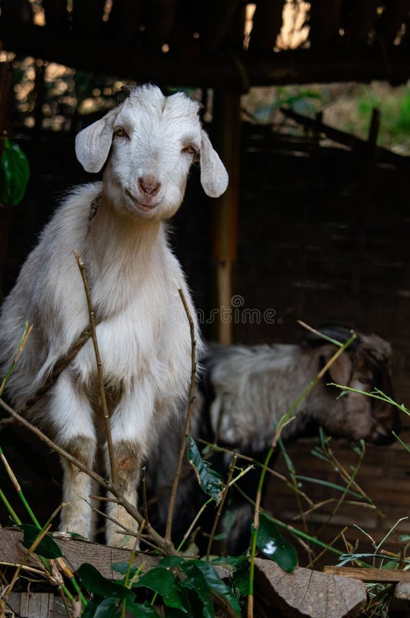 Vertical Shot of a Cute White Nigora Goat on the Farm Stock Image ...