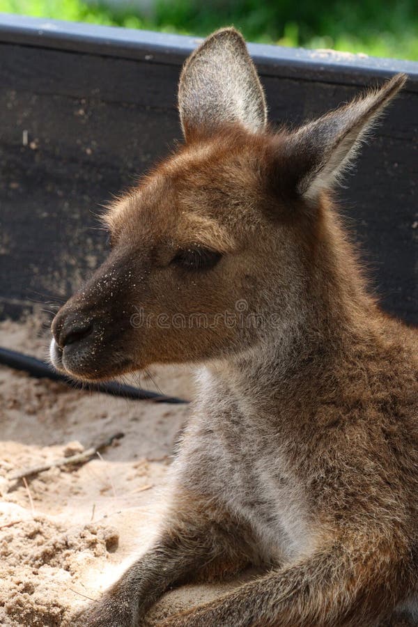 Vertical Shot of a Cute Young Kangaroo Lying on the Ground Stock Photo ...