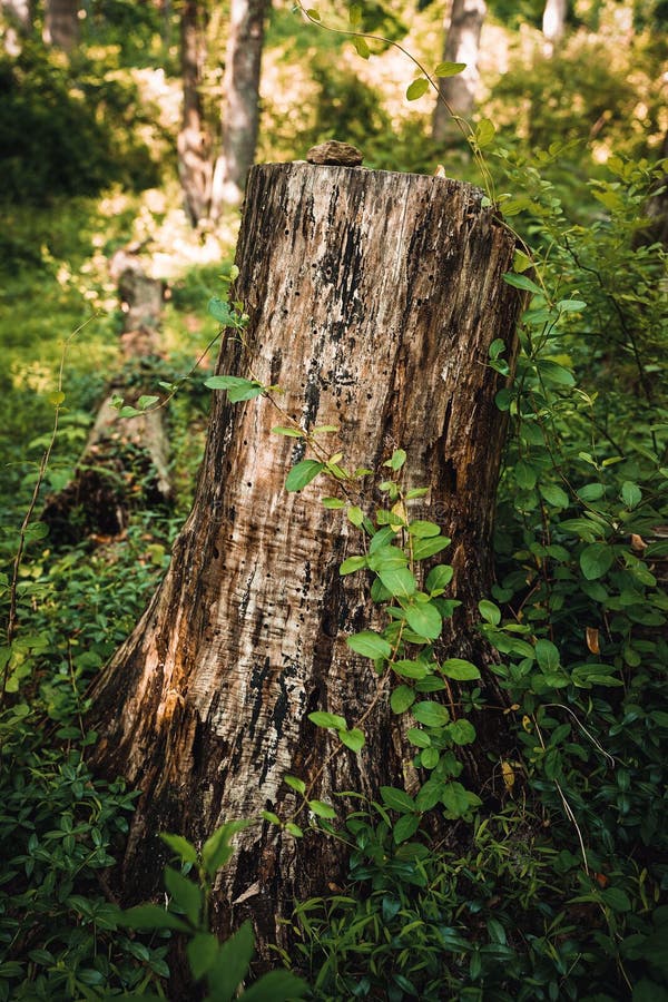 Vertical Shot of a Cutted Tree with Green Leaves Stock Photo - Image of ...