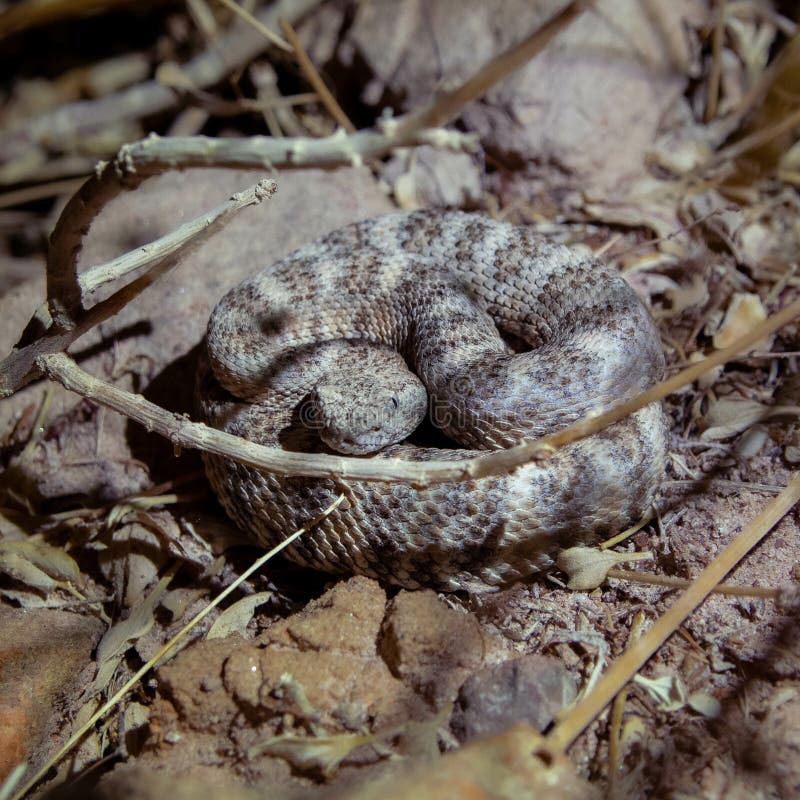 Vertical Shot of a Dangerous Viper Snake Stock Photo - Image of natural ...