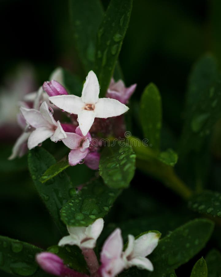 Vertical Shot of a Daphne Odora Plant with Blossoms Stock Image - Image ...