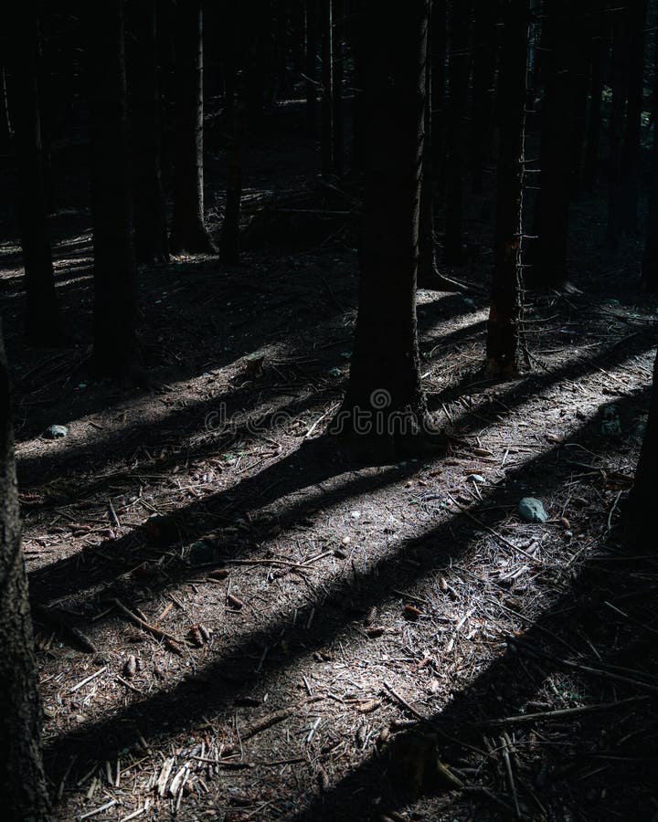 Vertical Shot of a Dark Forest with Sun Rays Stock Image - Image of ...